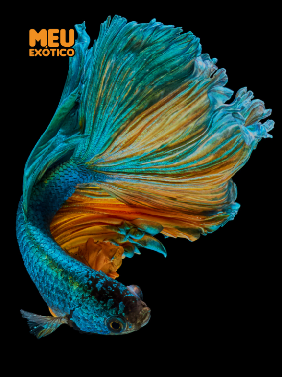 Betta (Beta splendens) - Meu Exótico
