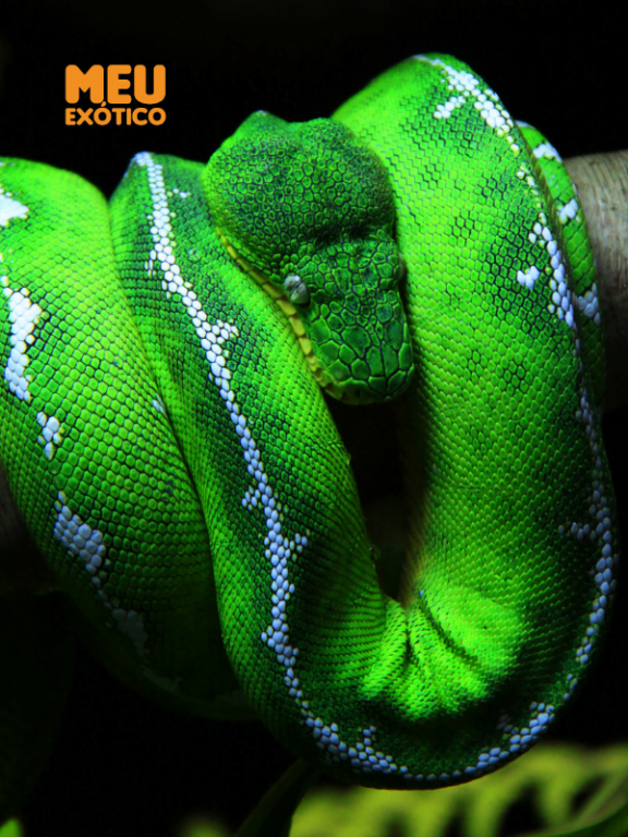 Periquitamboia (Corallus caninus & Corallus batesii) - Meu Exótico