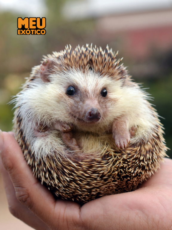 Hedgehog (Atelerix albiventris) - Meu Exótico