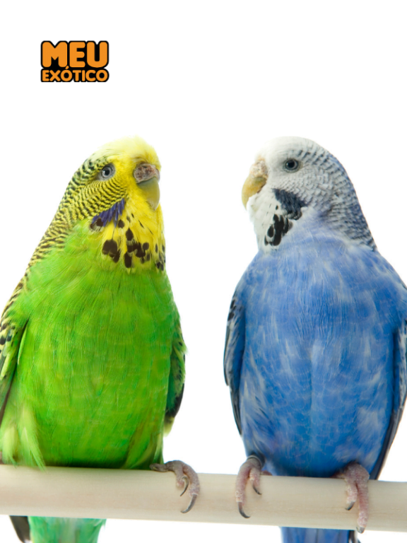 Periquito Australiano (Melopsittacus undulatus) - Meu Exótico