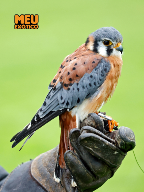 Falcão quiri-quiri (Falco sparverius) - Meu Exótico