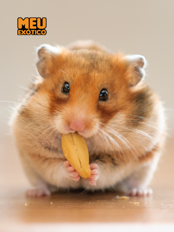 Hamsters - Meu Exótico