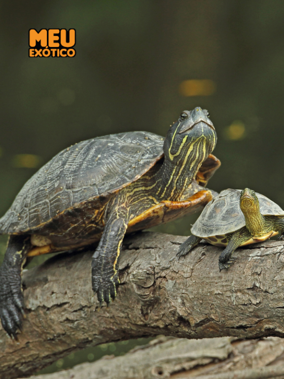 Tigre d’água (Trachemys dorbigni) - Meu Exótico